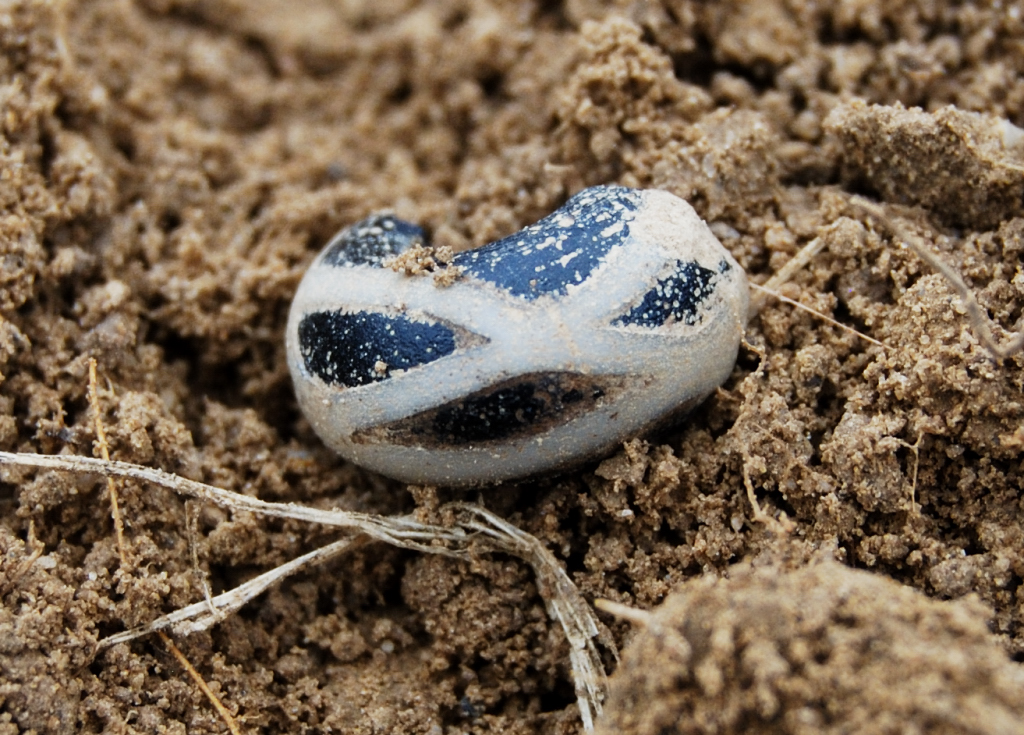 Colonial Encounters: The Lower Potomac River Valley, 1500-1720 AD